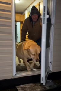 They Left Their Expecting Dog Outside Overnight—The Next Morning ...